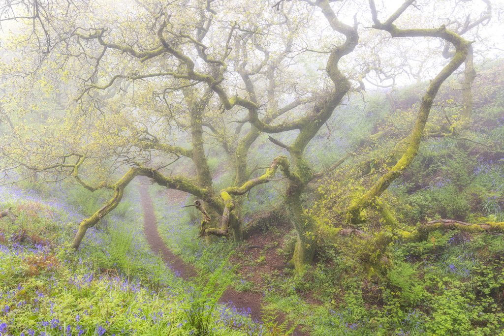 Marshwood Mist - James Loveridge Photography